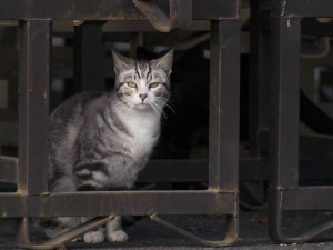 A Cat Illustrating “Frame Within a Frame”