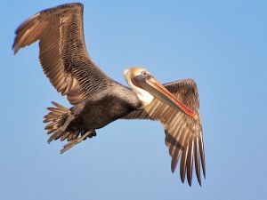 Brown Pelicans on San Francisco Bay – San Francisco Brown Pelican Photos