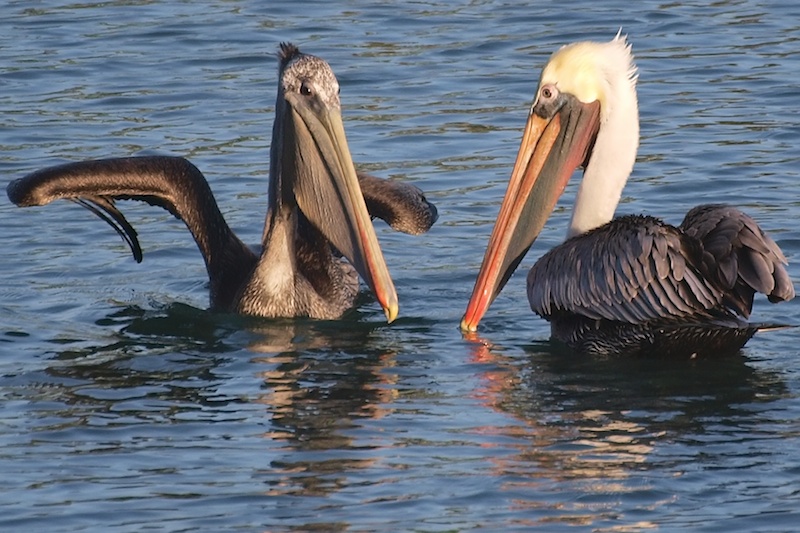 Brown Pelicans on San Francisco Bay – San Francisco Brown Pelican Photos