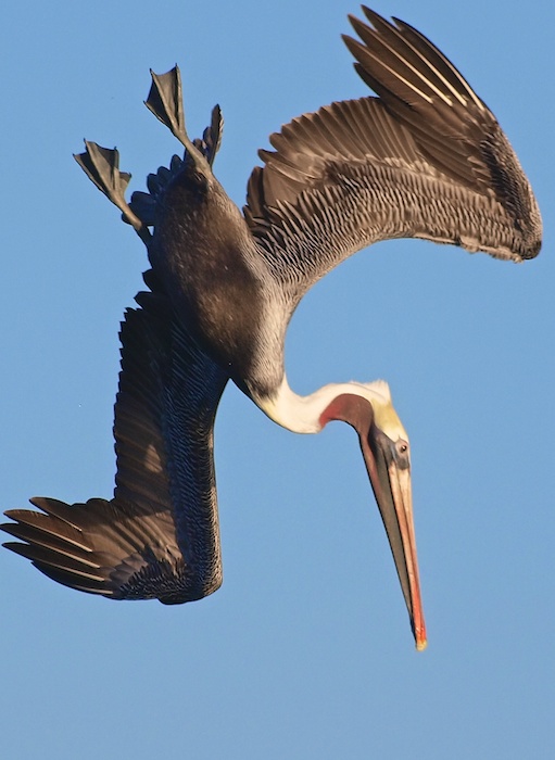 Brown Pelicans on San Francisco Bay – San Francisco Brown Pelican Photos