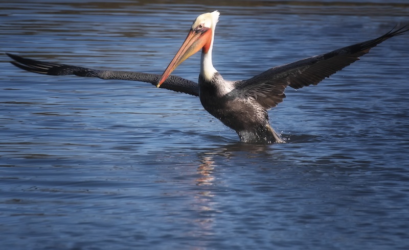Brown Pelicans on San Francisco Bay – San Francisco Brown Pelican Photos