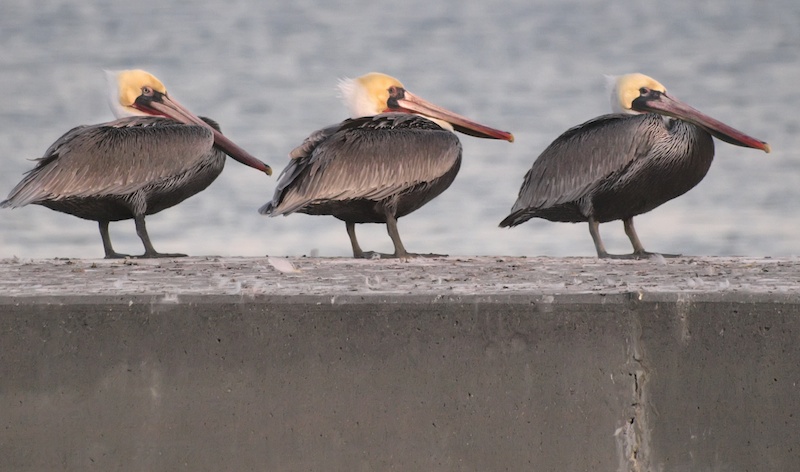 Brown Pelicans on San Francisco Bay – San Francisco Brown Pelican Photos
