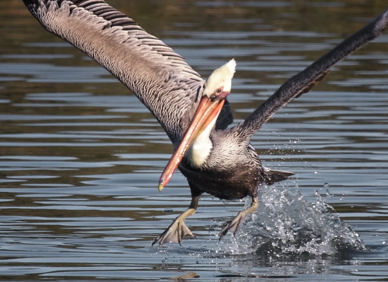 Brown Pelicans on San Francisco Bay – San Francisco Brown Pelican Photos