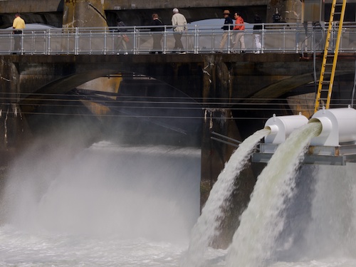 Salmon Ladder at the Ballard Locks – Photos and Information about the ...