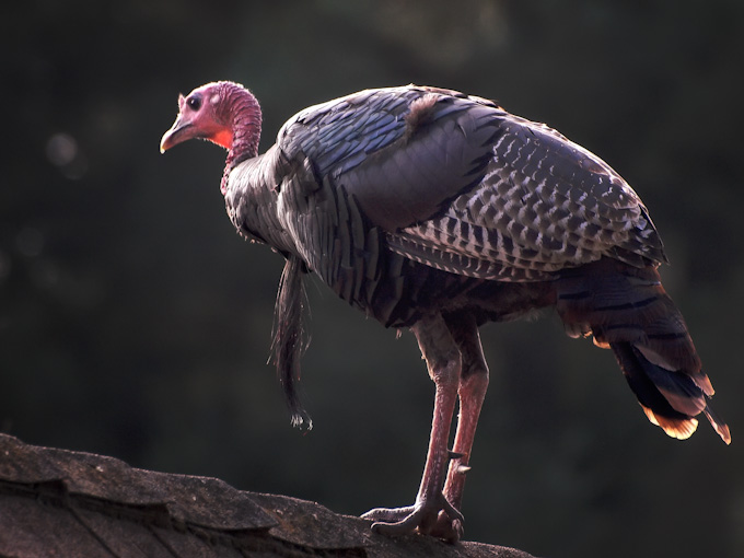 Wild Turkeys of Berkeley California – Photos of Wild Turkeys in ...